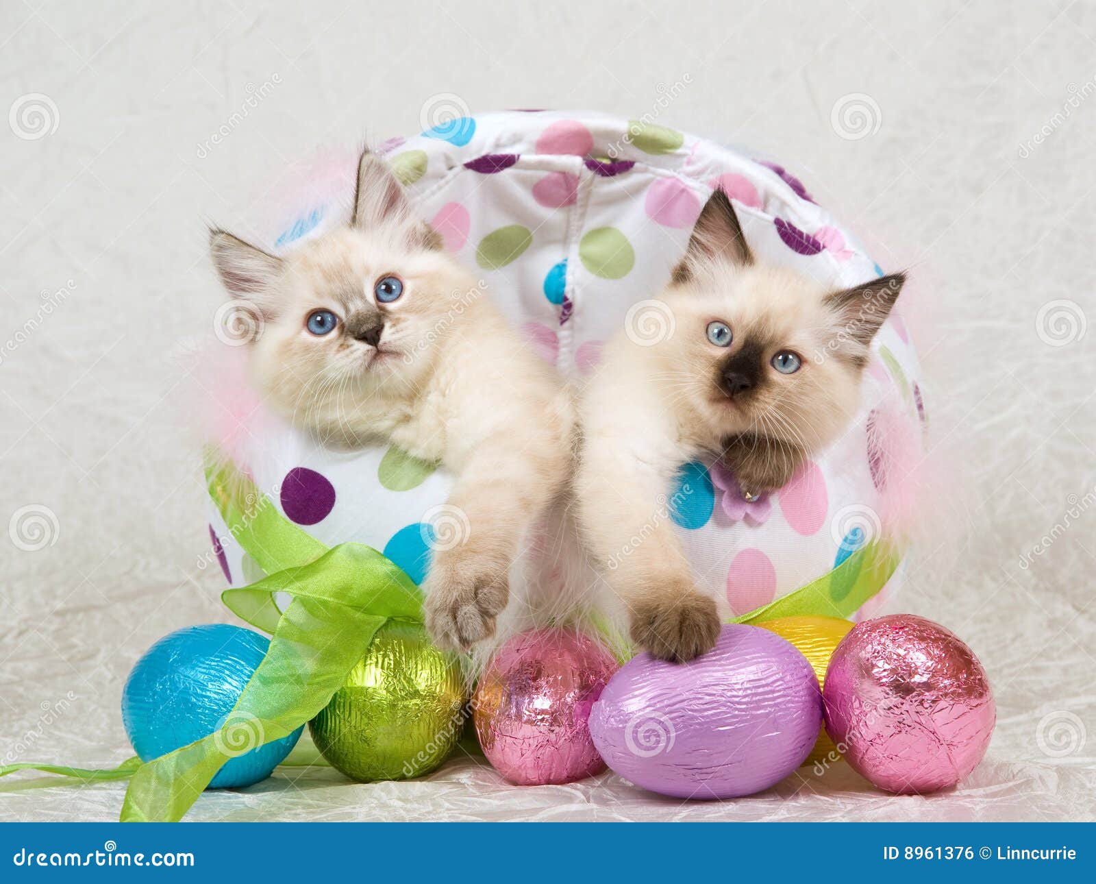 2 Ragdoll Kittens In Easter Egg Stock Photo - Image of fabric, pretty ...