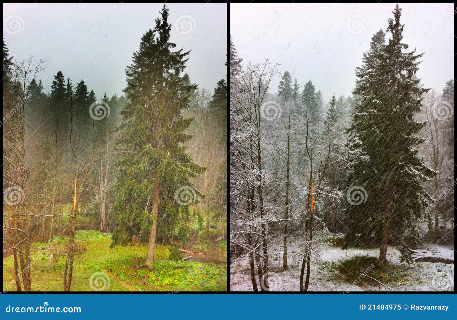 2 side stock image. Image of trees, green, tree, snow - 21484975