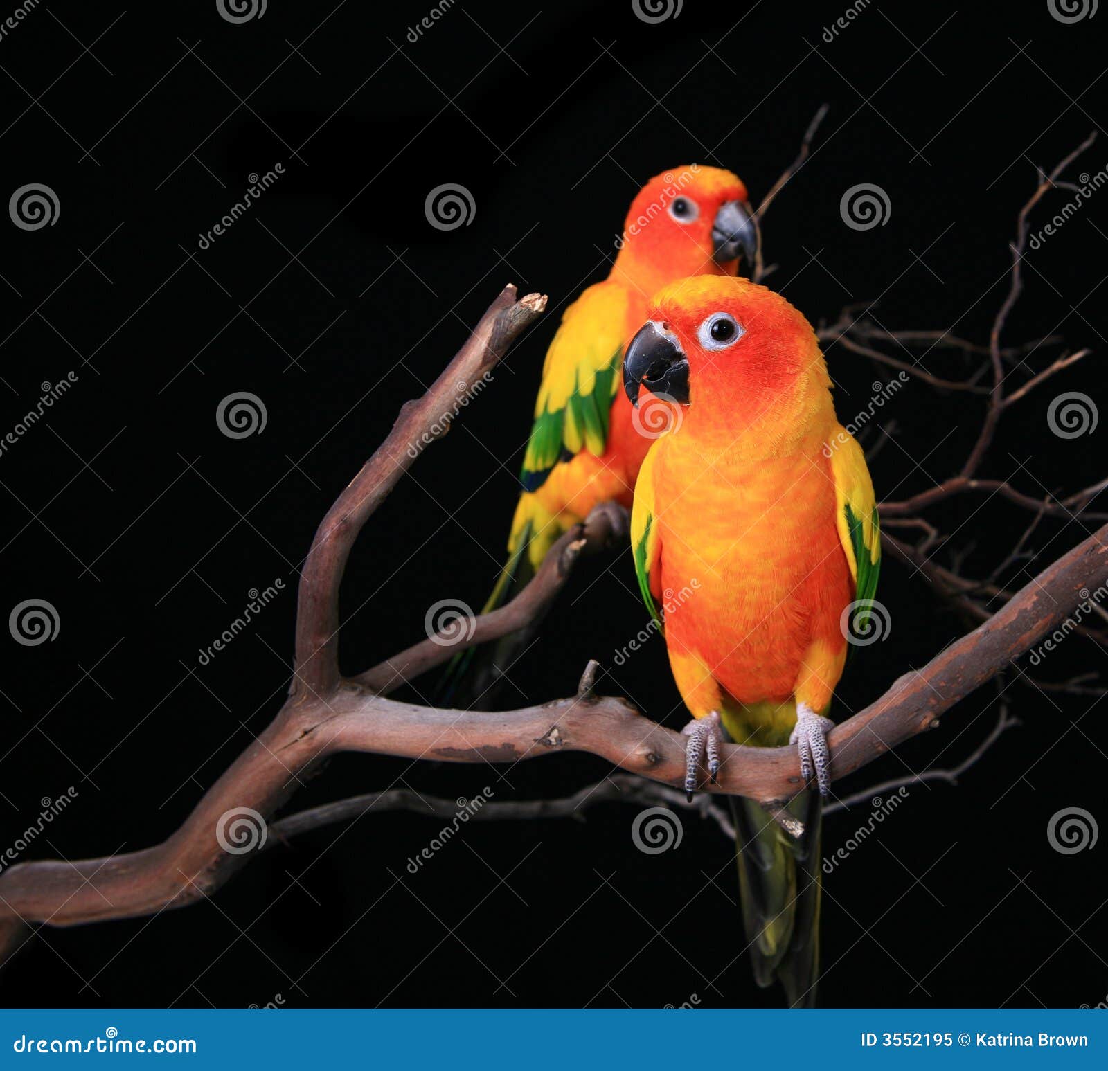 Conures Looking Stock Photos - Free & Royalty-Free Stock Photos from ...
