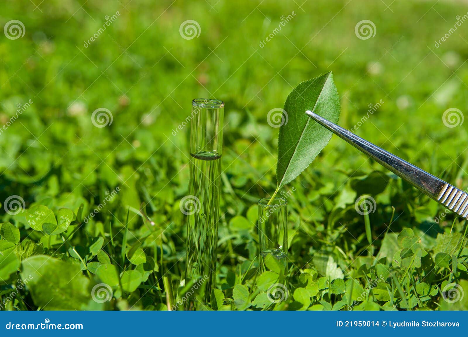 2 Test Tubes Water Leaf Stock Photos - Free & Royalty-Free Stock Photos ...