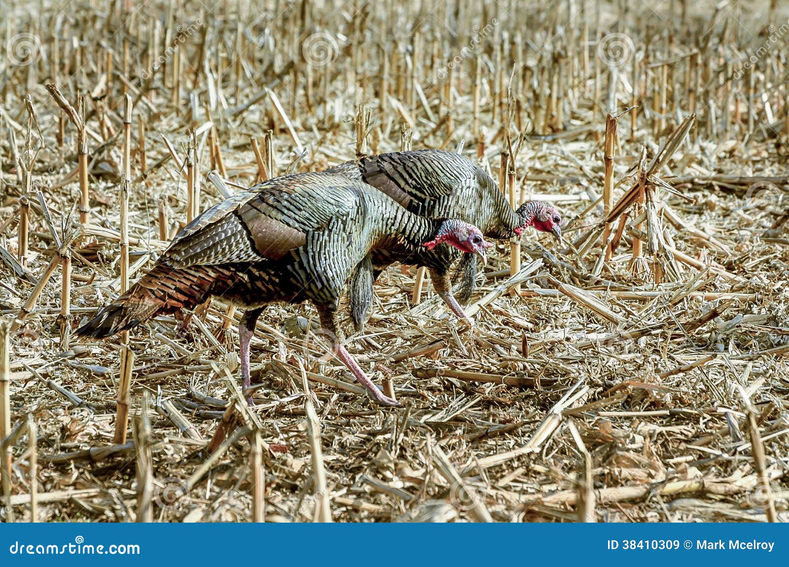 2 Turkey Walk stock image. Image of turkey, turkeys, close - 38410309