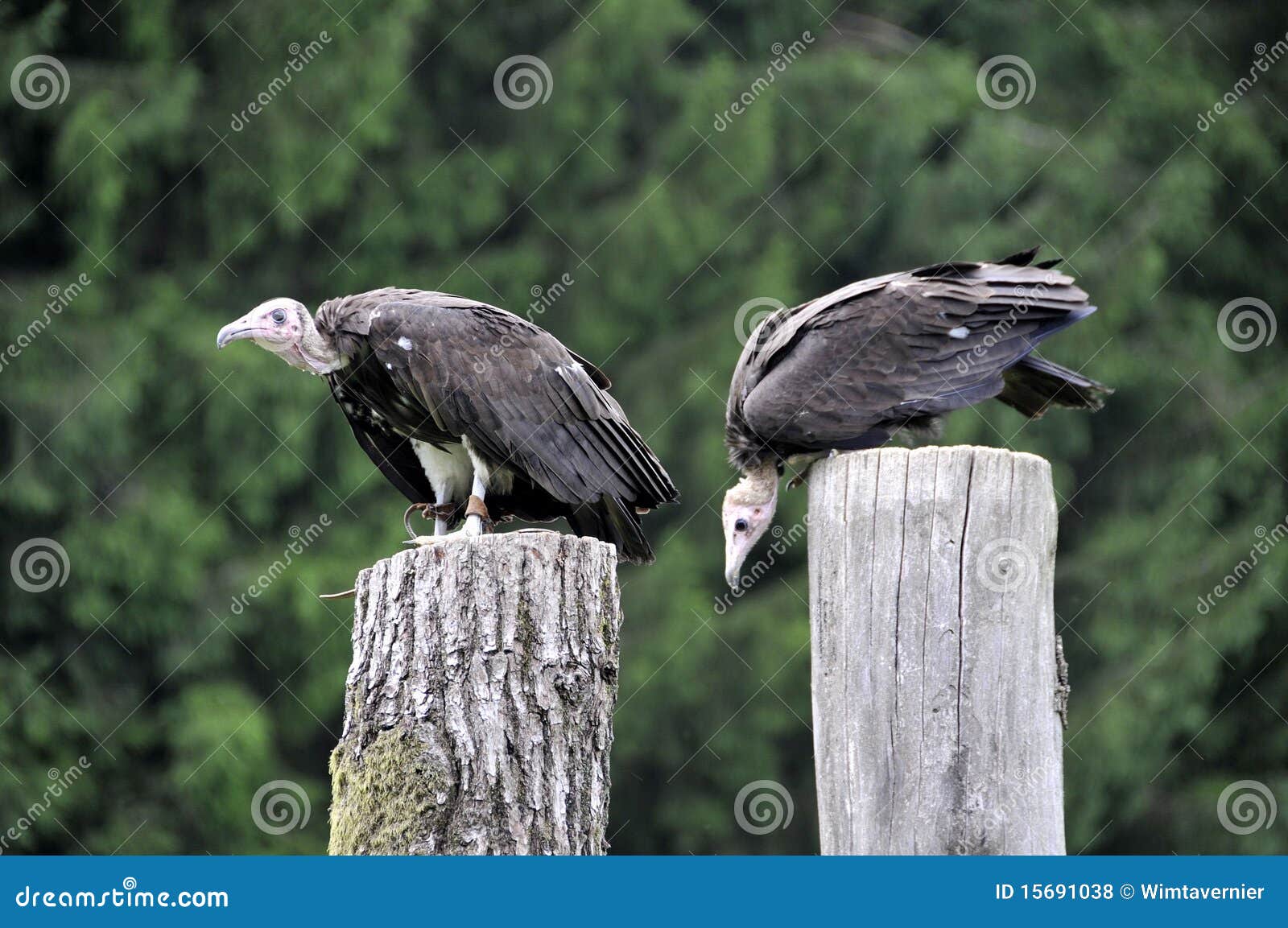 2 Vultures stock photo. Image of plumage, grey, safari - 15691038
