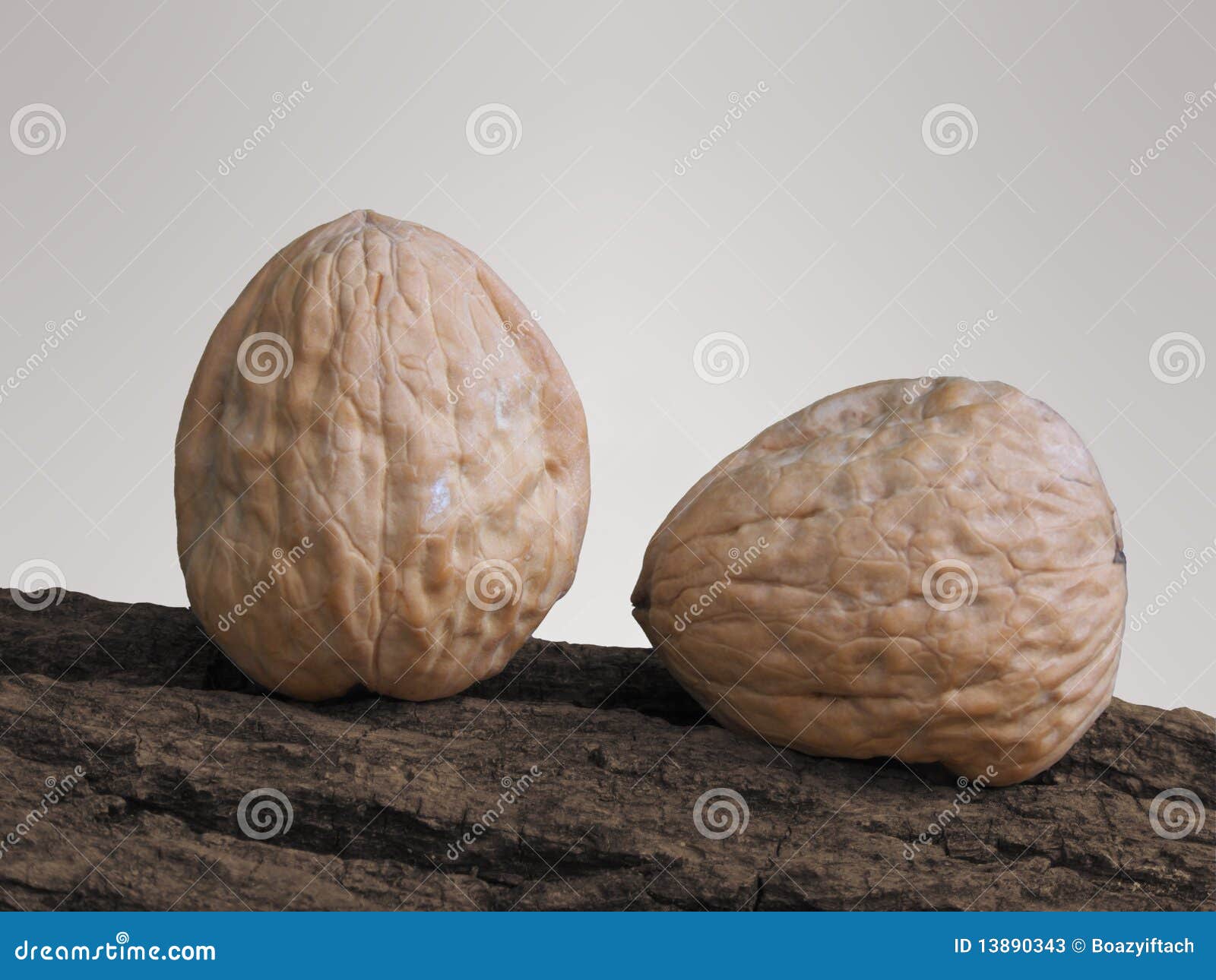 2 Walnuts on a tree stock image. Image of open, teeth - 13890343