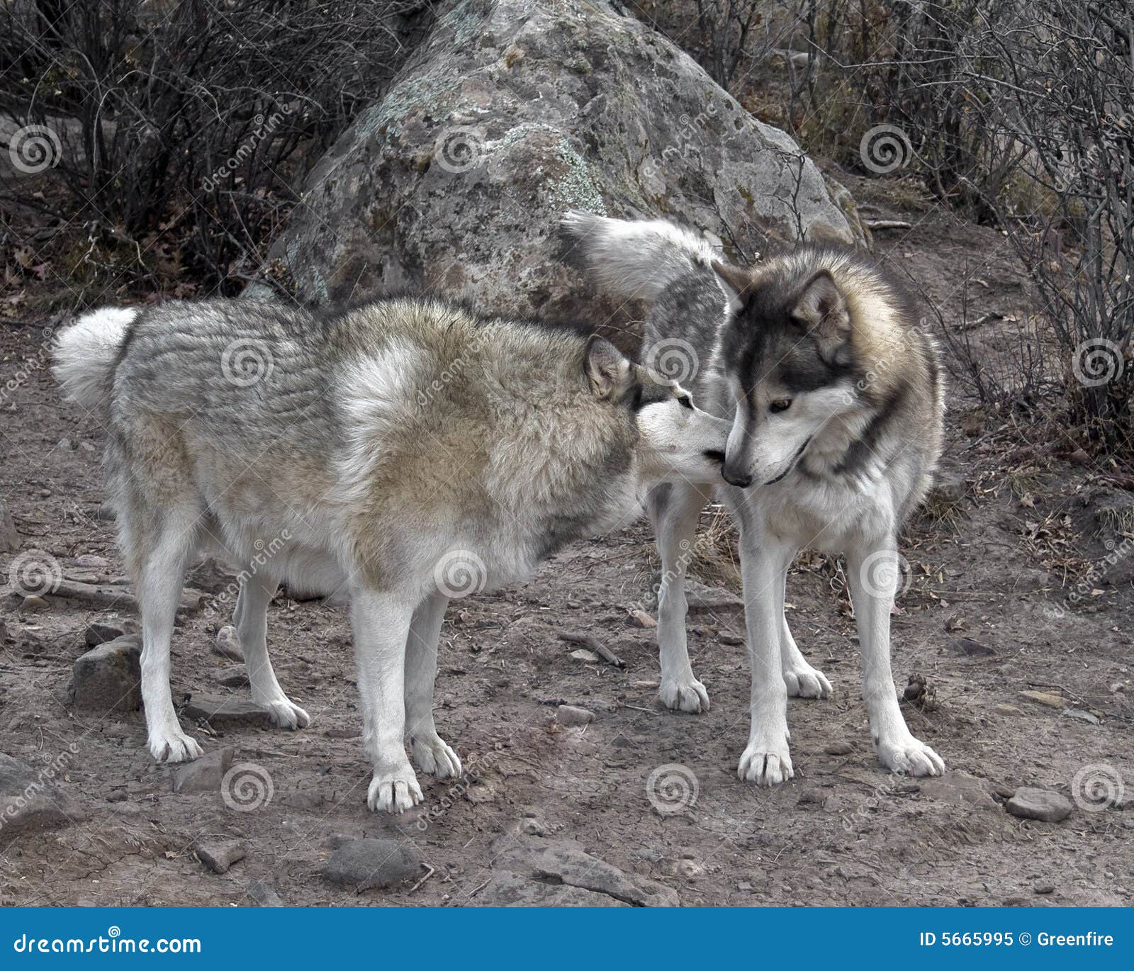2 Wolves stock image. Image of animals, mammal, friends - 5665995