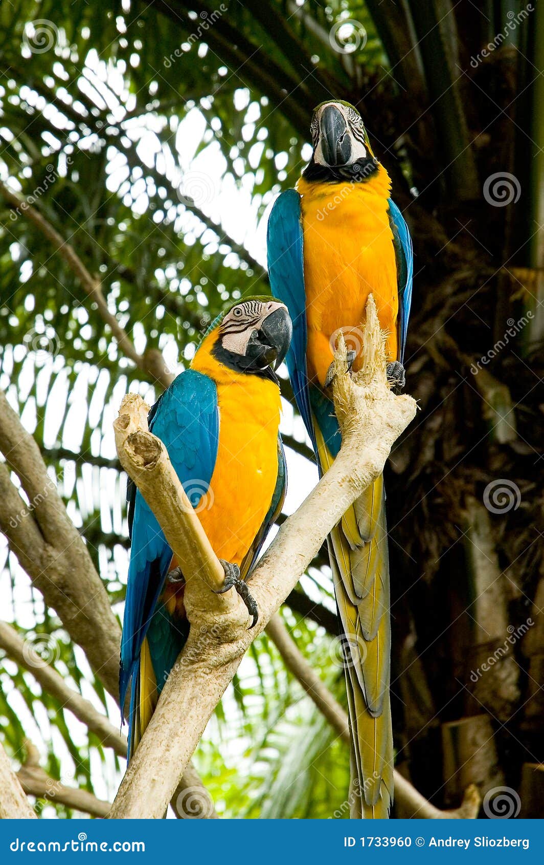 2 yellow parrots stock photo. Image of female, parrot - 1733960
