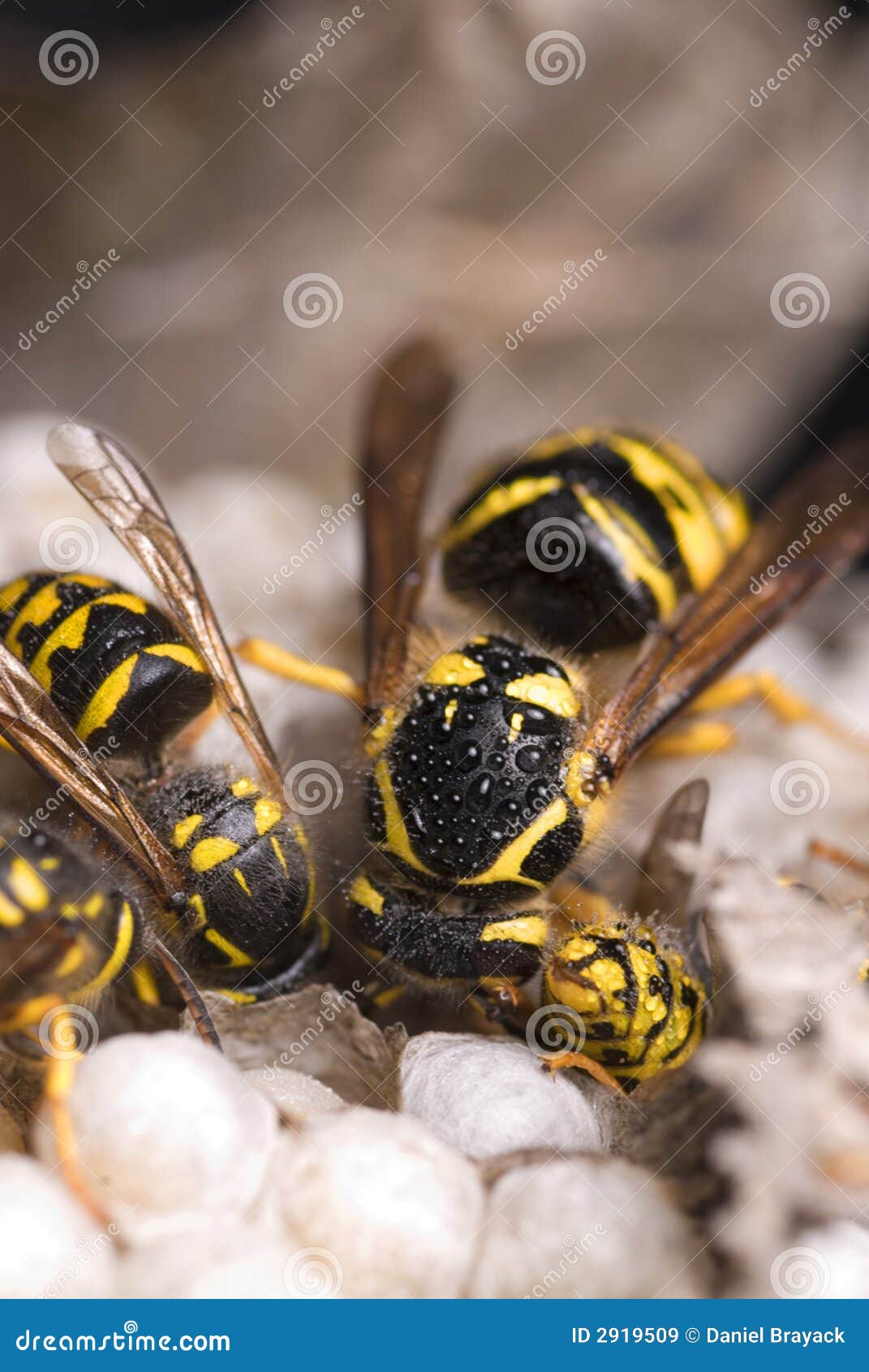 Bees Babies Stock Photos - Free & Royalty-Free Stock Photos from Dreamstime