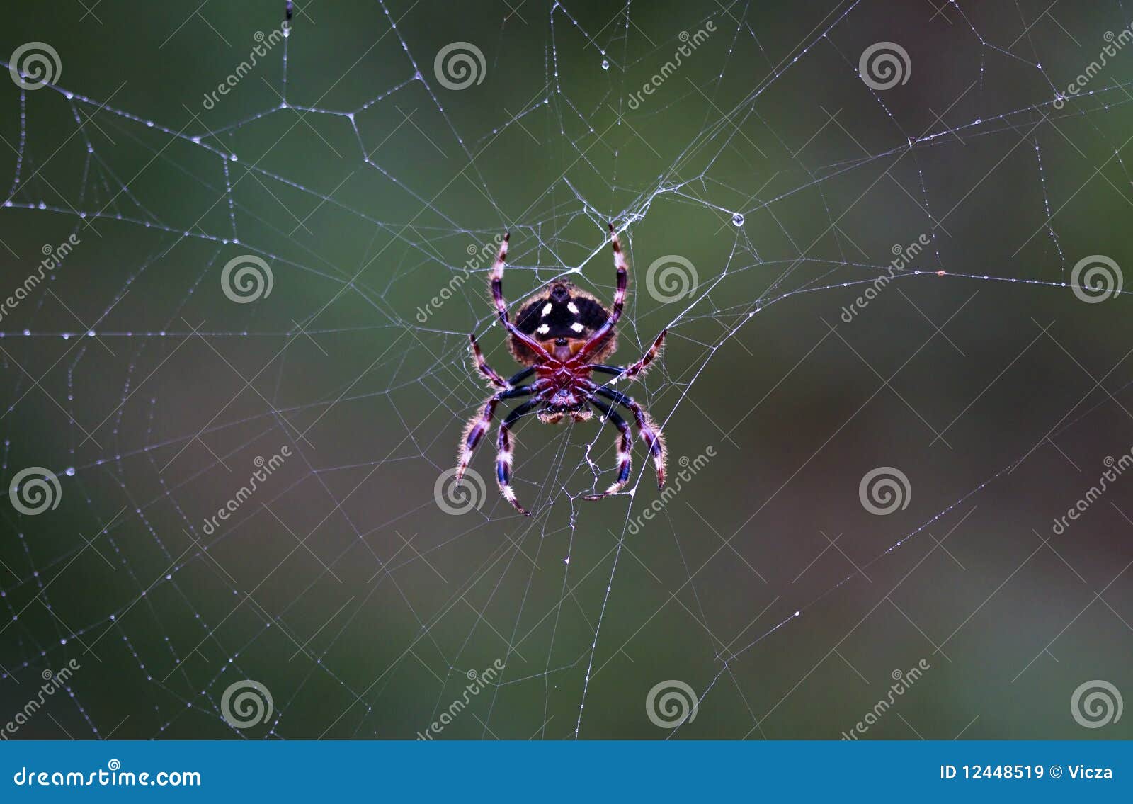 2010-01-002-Spider on a Morning Web Stock Image - Image of arachnid ...