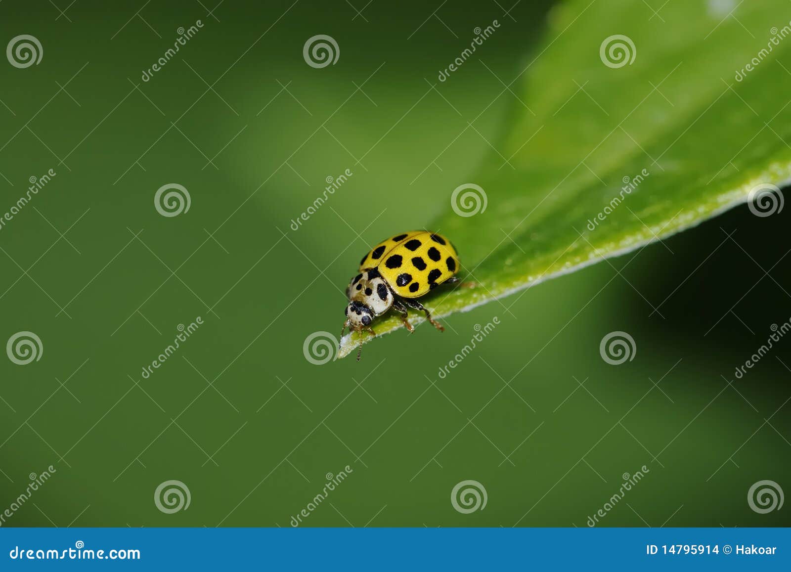 22-spot Ladybird, Psyllobora Vigintiduopunctata Stock Photo - Image of ...