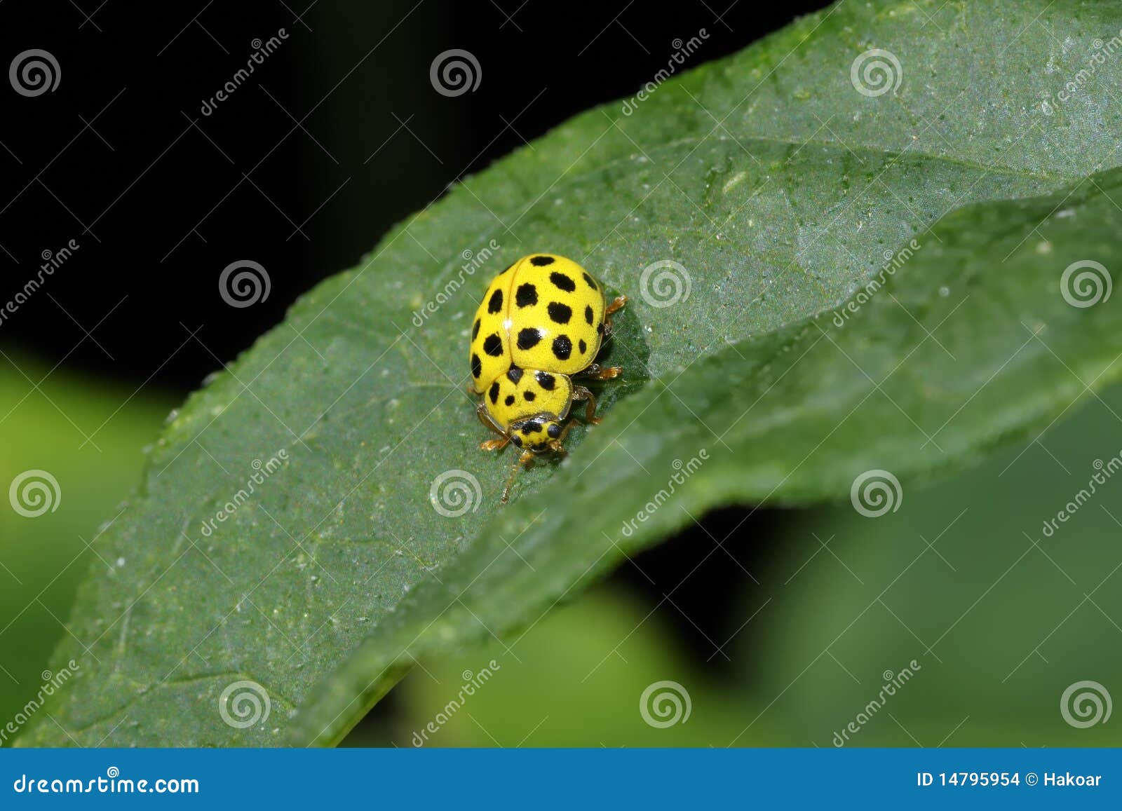22-spot Ladybird, Psyllobora Vigintiduopunctata Stock Photo - Image of ...