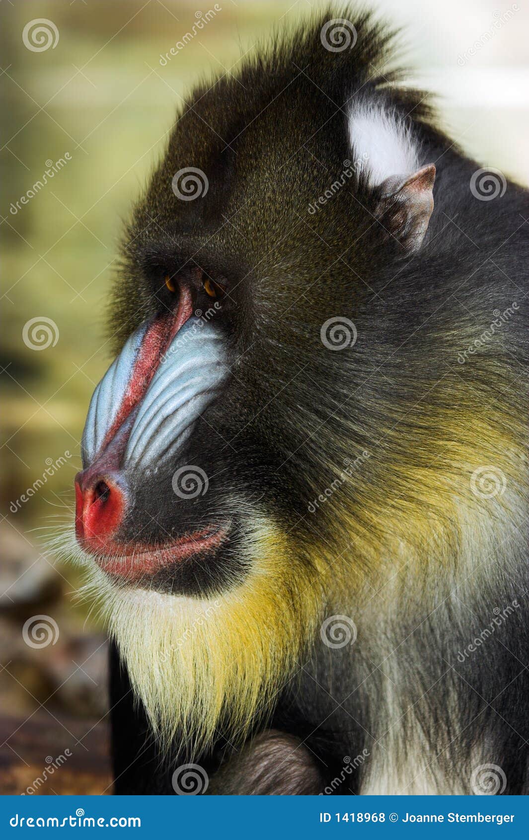 3/4 View of Mandrill S Face Stock Photo - Image of mouth, whiskers: 1418968