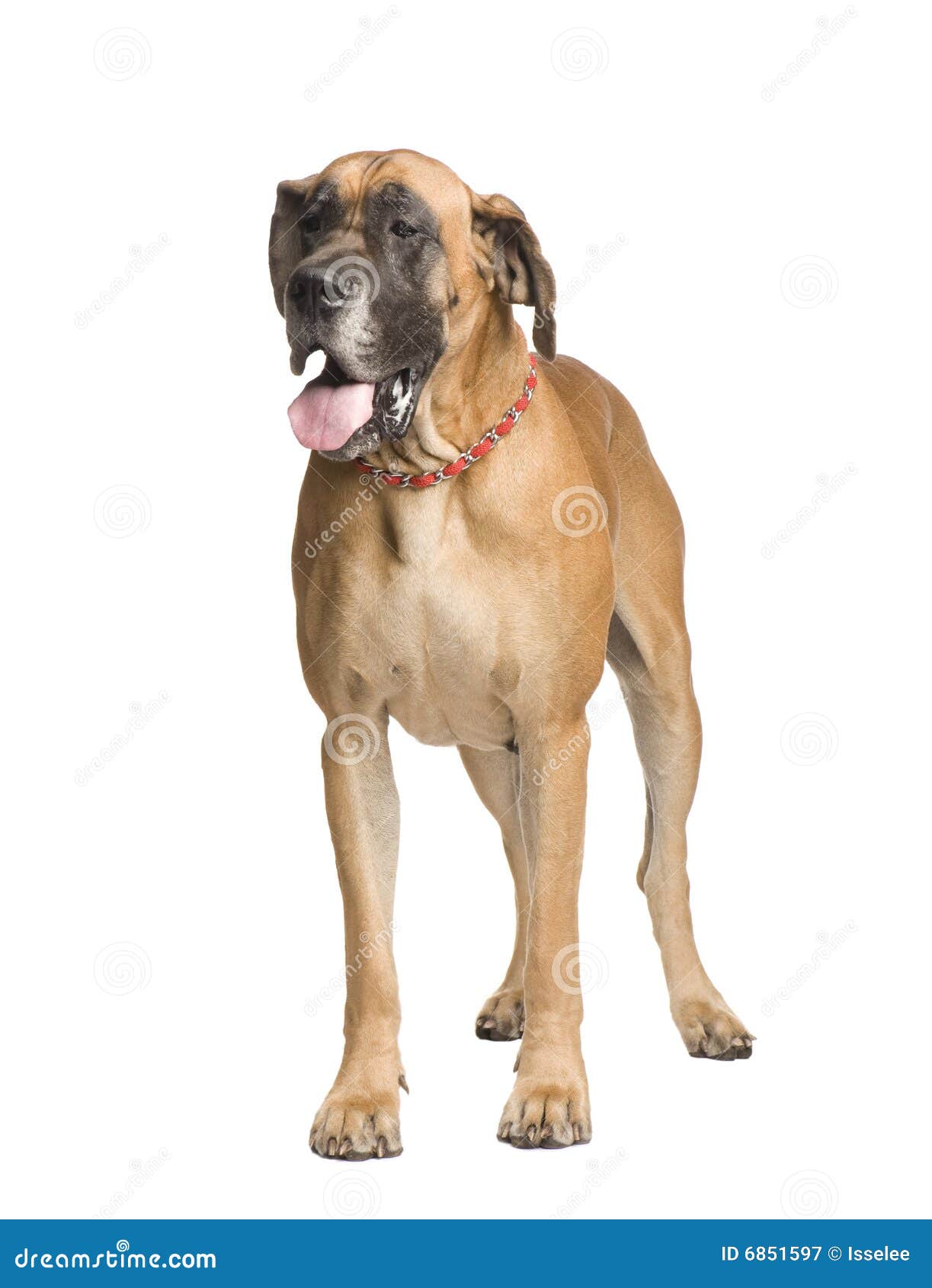 3 ans grands de Danois image stock. Image du fond, coupure - 6851597