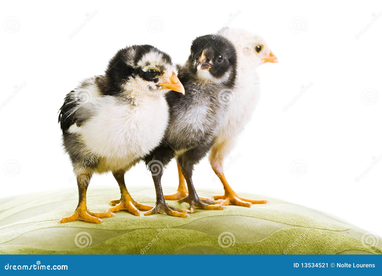 3 Baby chickens together stock image. Image of cuddle - 13534521