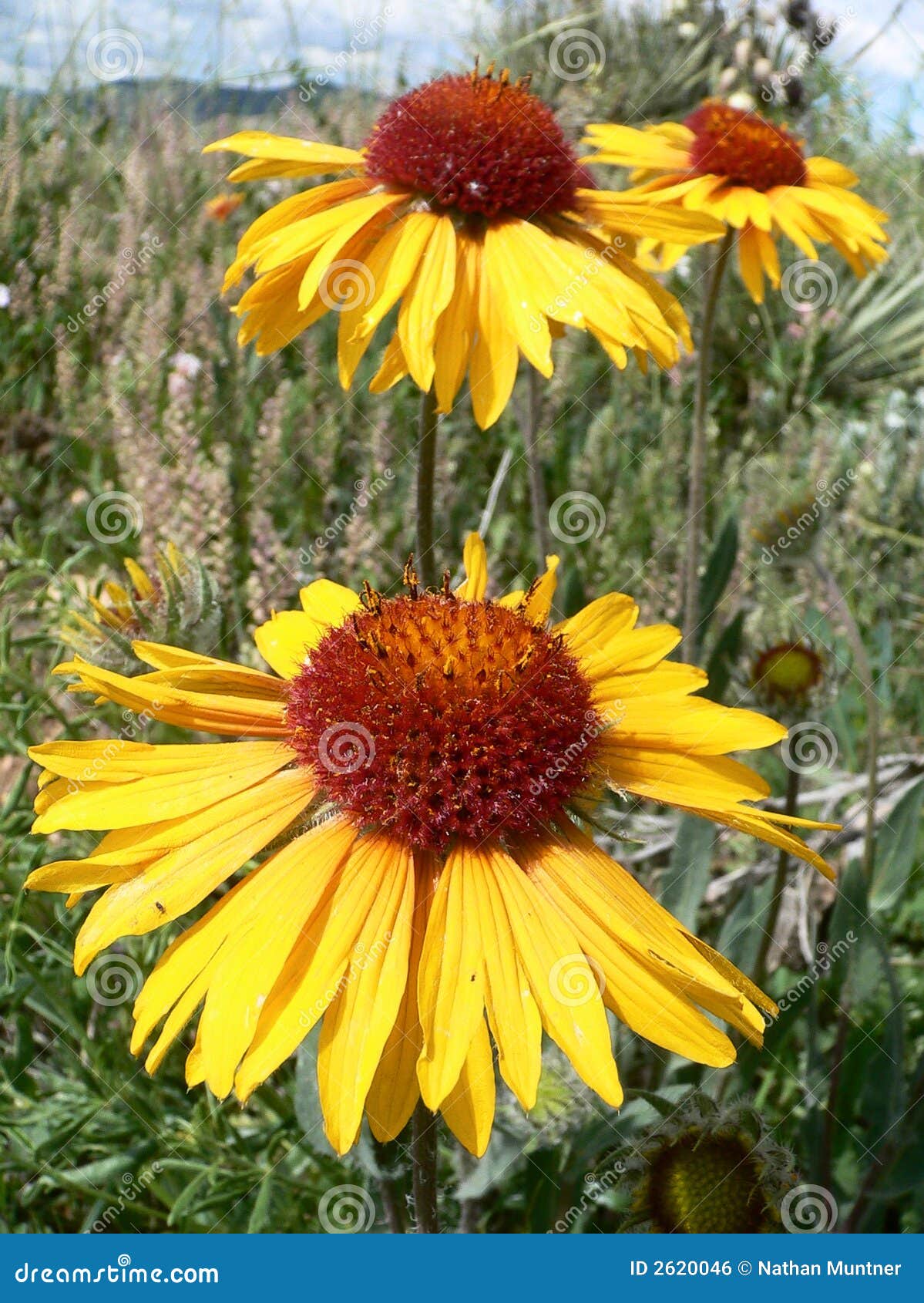 3 Boulder Wildflowers stock photo. Image of rocky, spring - 2620046