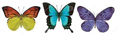 3 Butterflies stock illustration. Illustration of swallowtail - 4242444