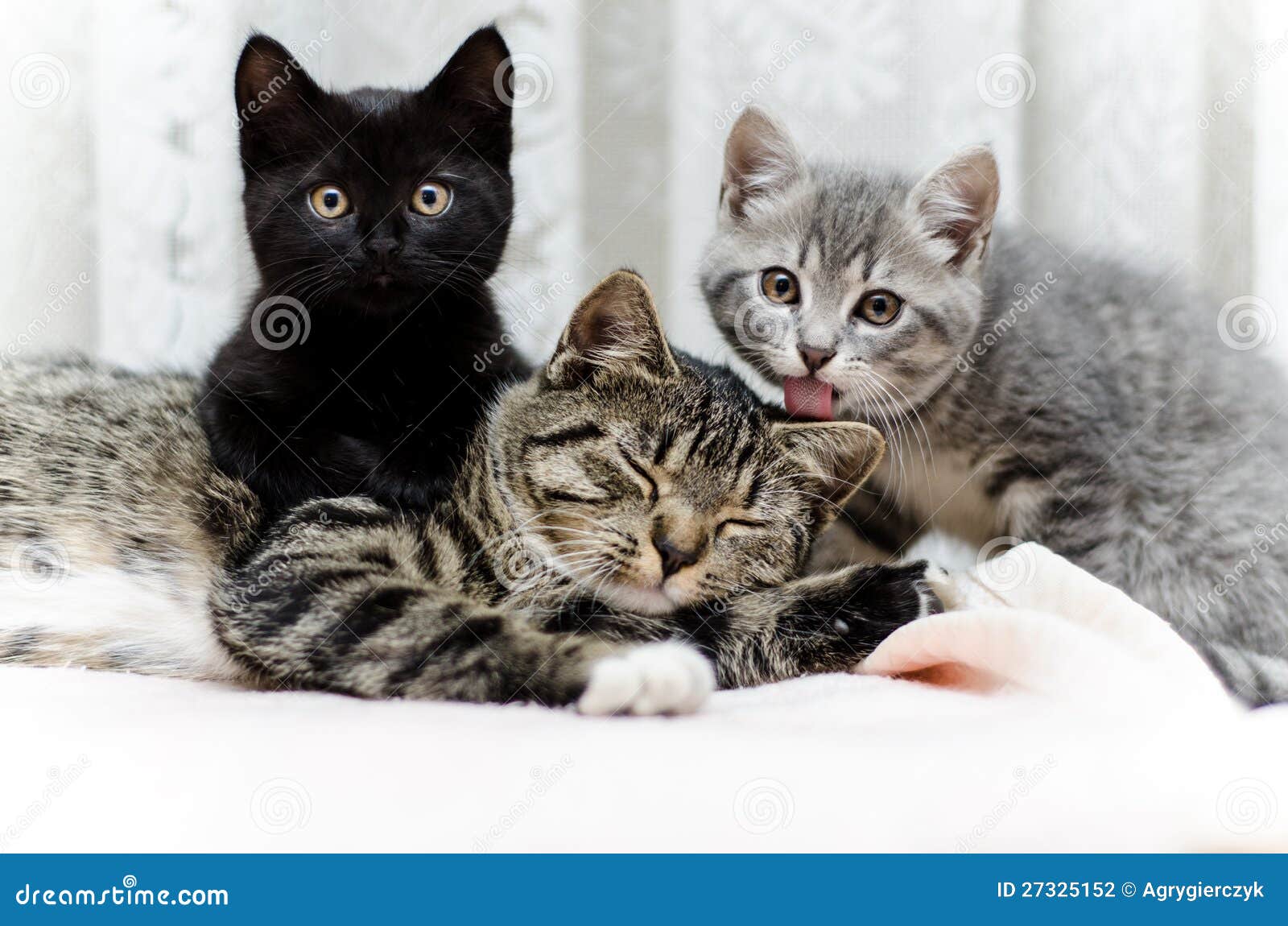 3 cats stock photo. Image of cute, black, kitten, small - 27325152