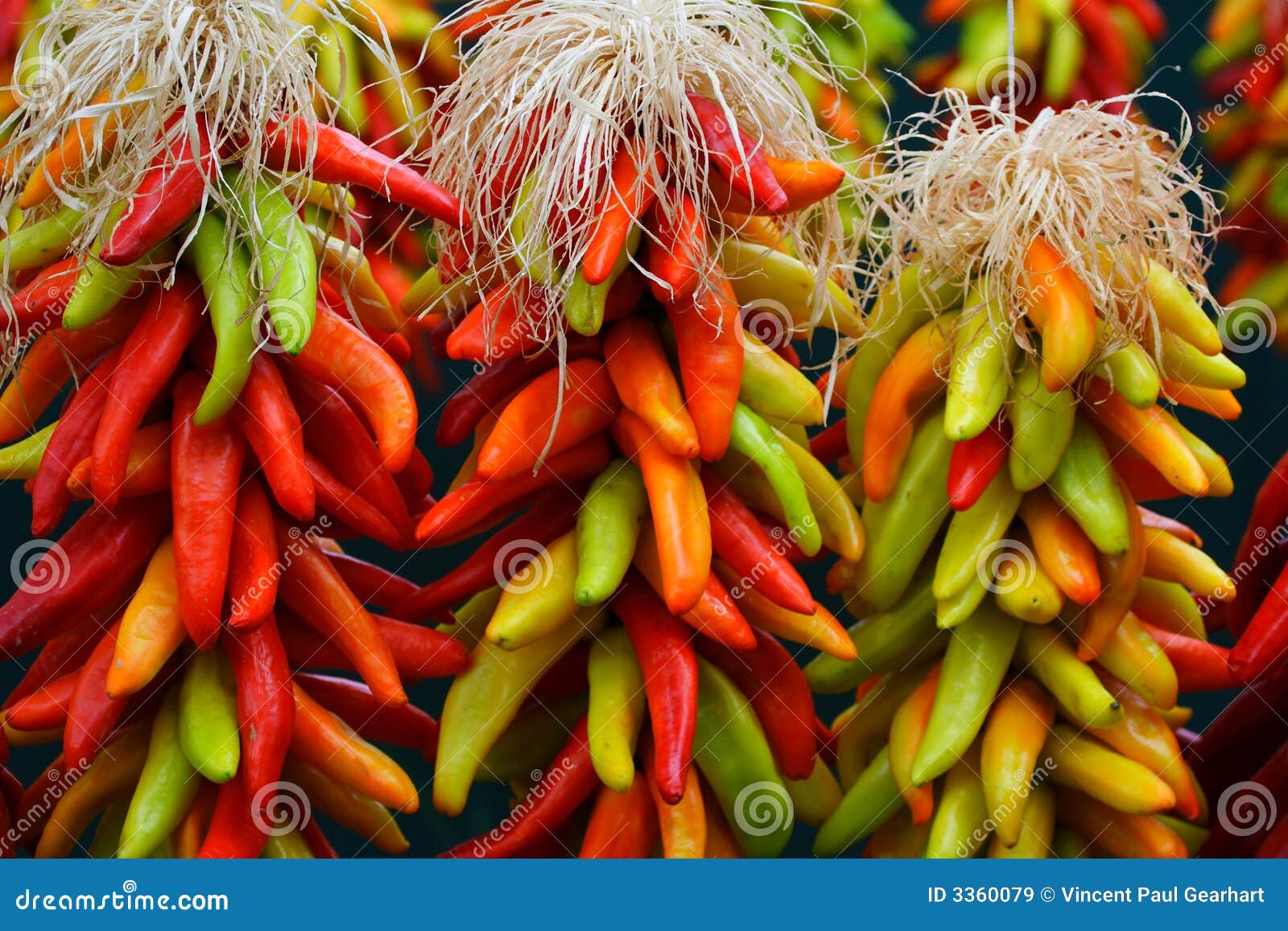 3 Chile Ristras stock image. Image of chile, harvest, fall - 3360079
