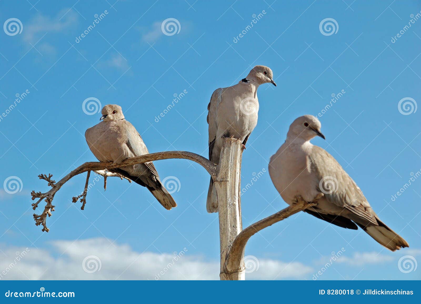 3 Colombe Sulle Filiali Separate Fotografia Stock - Immagine di gambo ...