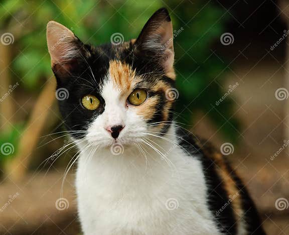 3 color cat stock photo. Image of curiosity, ears, moustache - 12153994