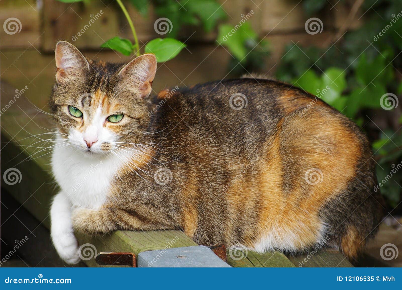 3 Colored Cat in the Garden Stock Image - Image of three, netherlands ...