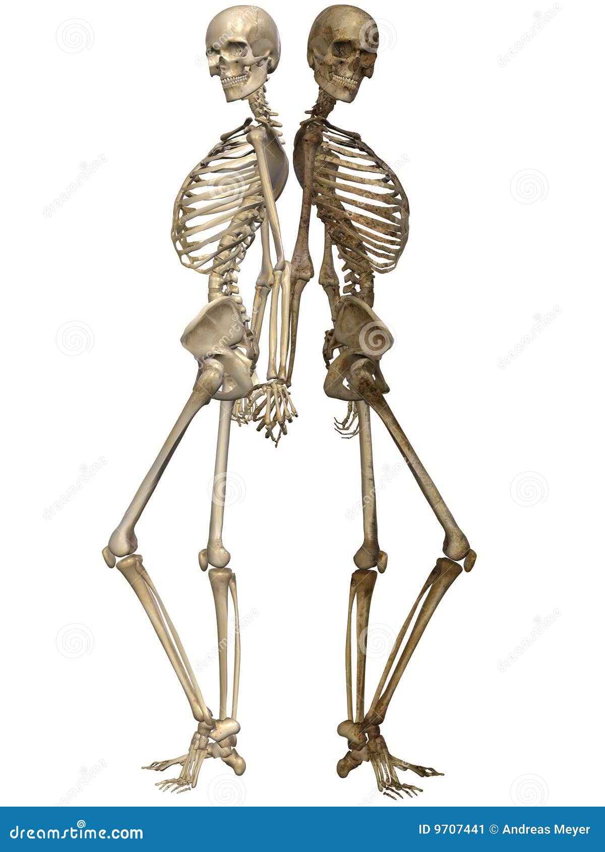 3 D Skeletons - Friends for Ever Stock Illustration - Illustration of ...
