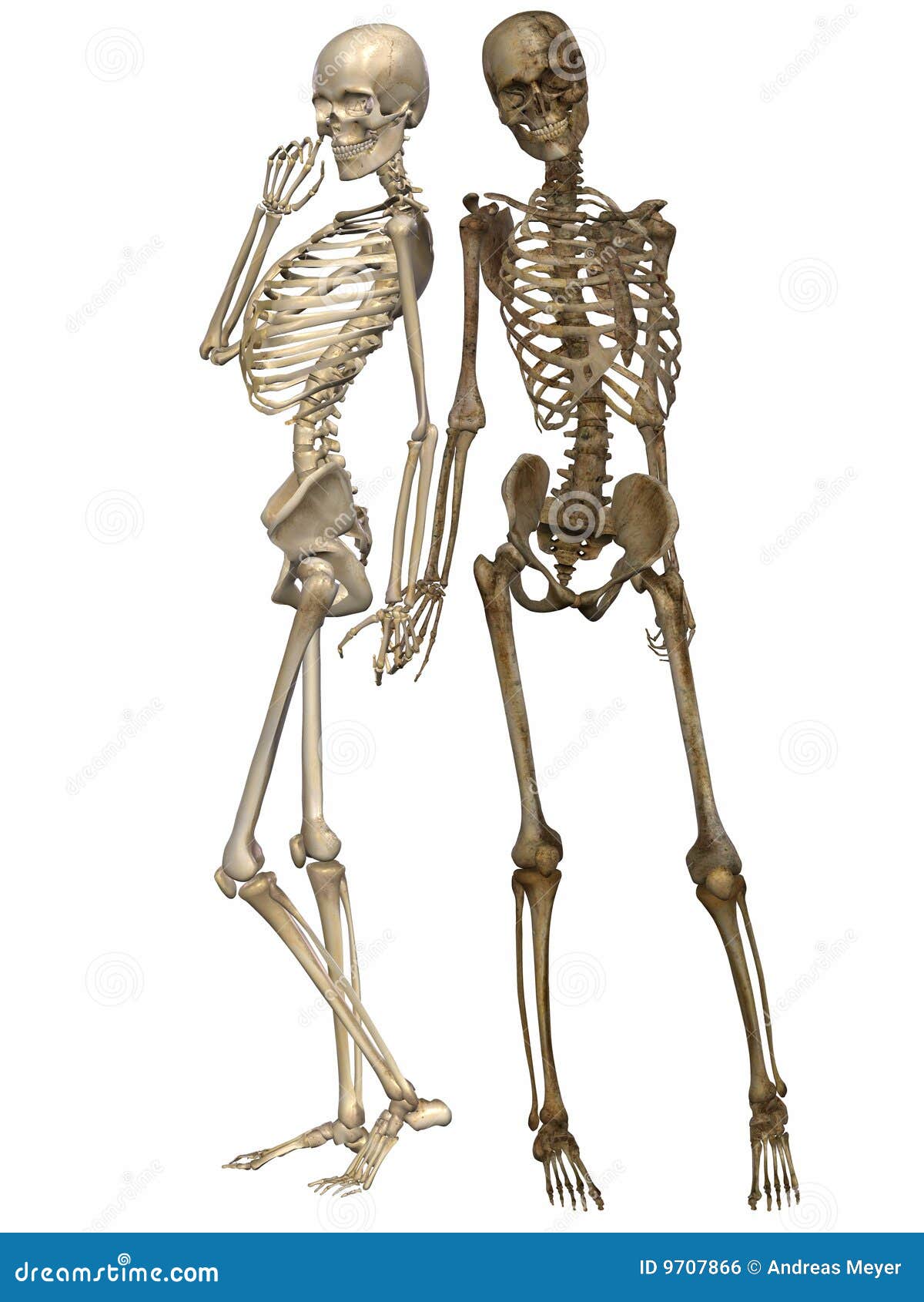 3 D Skeletons - Friends For Ever Royalty-Free Stock Photography ...