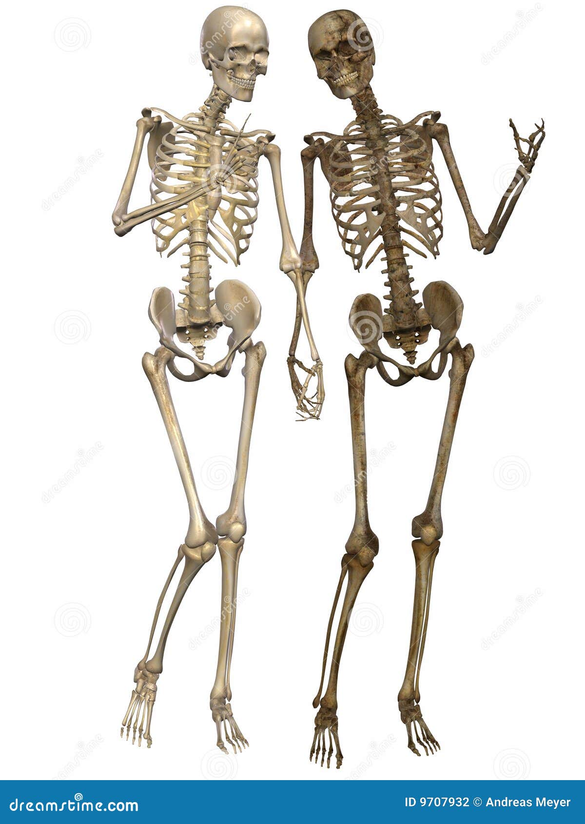 3 D Skeletons - Friends For Ever Royalty-Free Stock Image ...