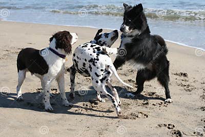 3 dogs playing stock photo. Image of friends, gang, happy - 233770