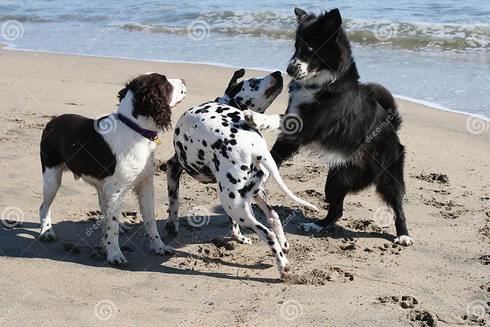 3 dogs playing stock photo. Image of friends, gang, happy - 233770