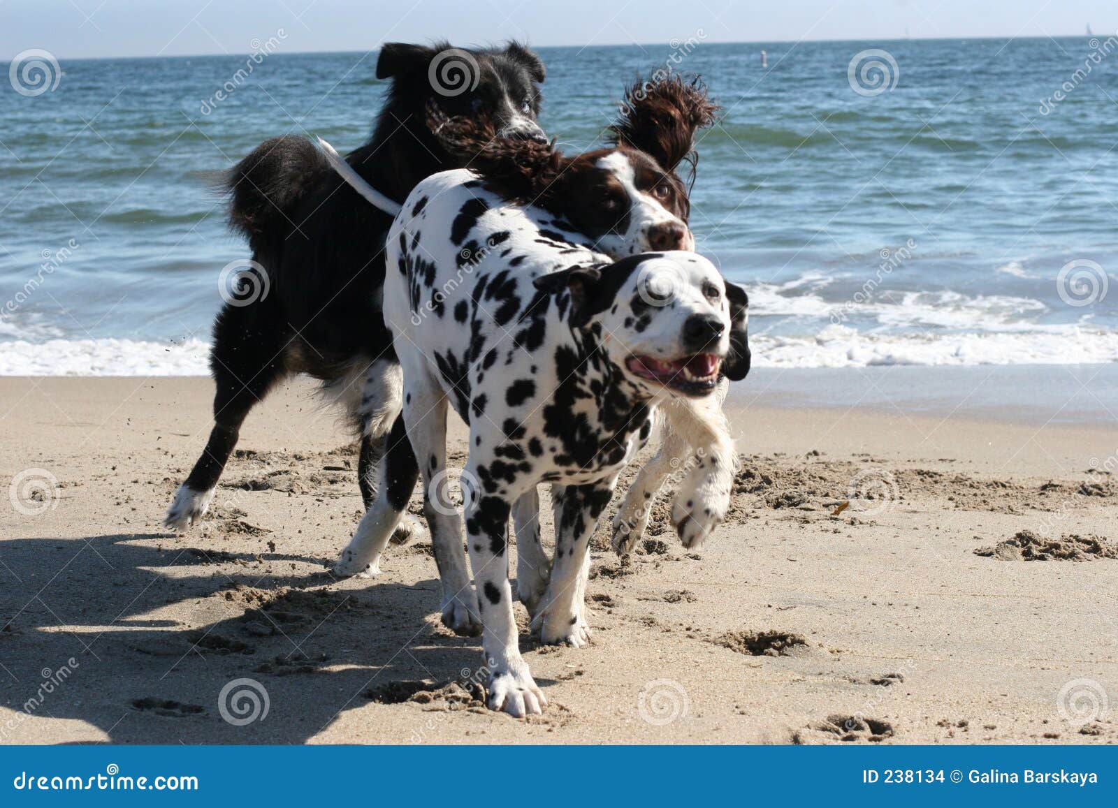 3 dogs running stock photo. Image of closeup, ocean, nature - 238134