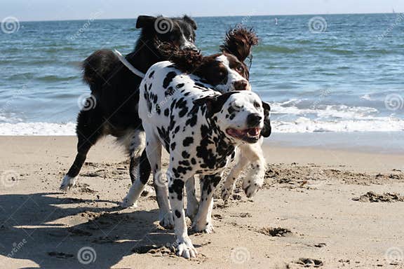 3 dogs running stock photo. Image of closeup, ocean, nature - 238134