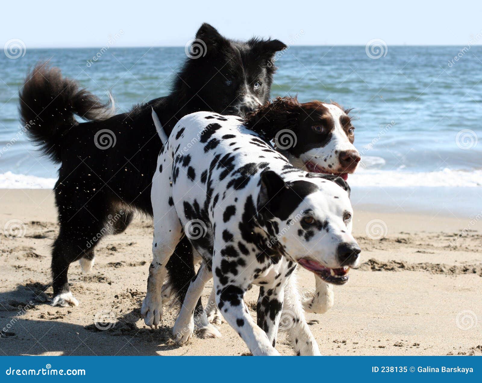 Two Dogs Running And Playing Together On The Beach Royalty-Free Stock ...
