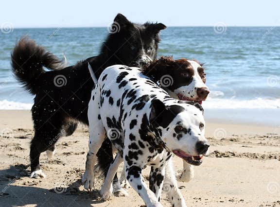3 dogs running stock image. Image of dalmatian, animal - 238135