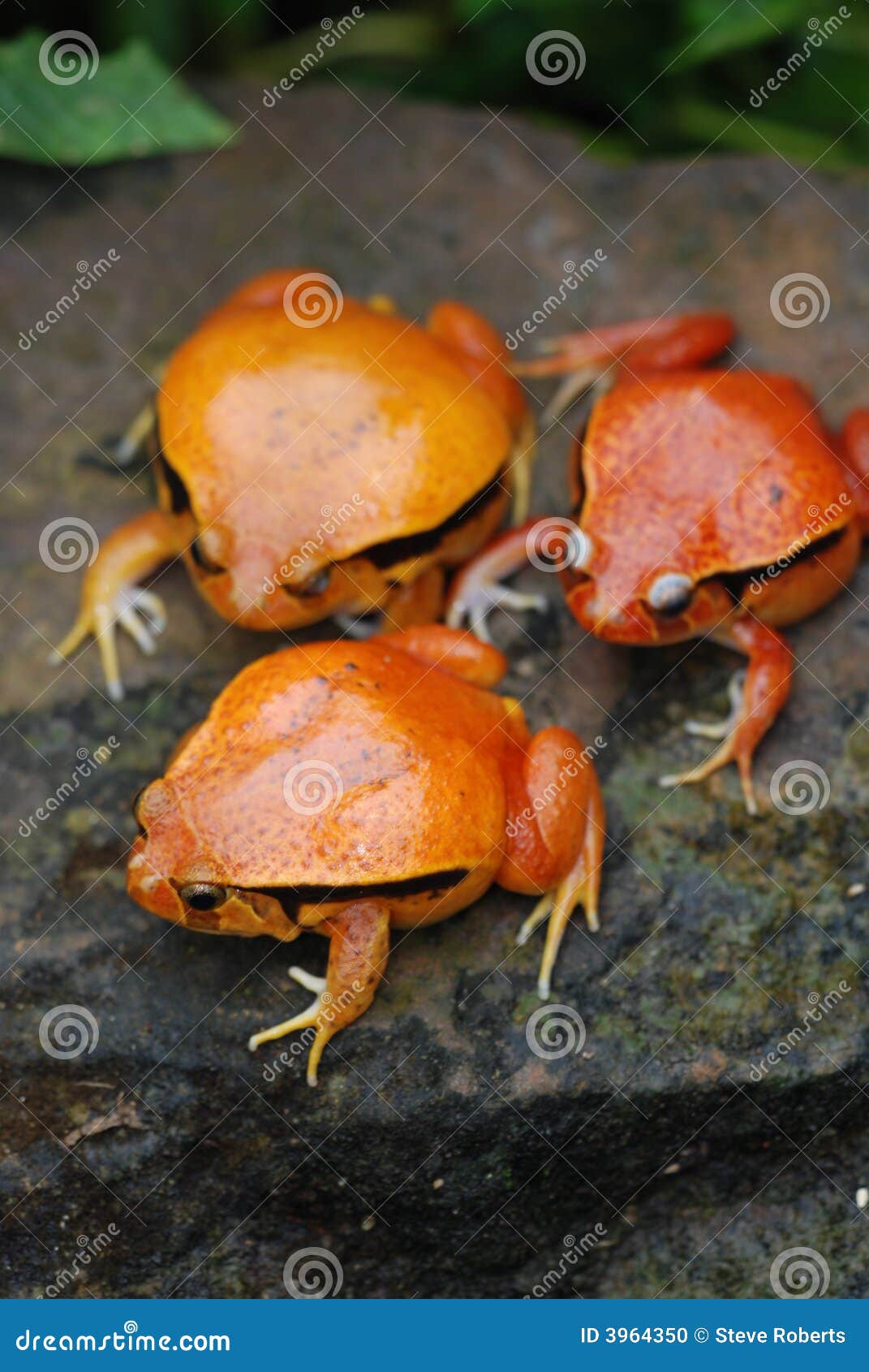 3 Fake Tomato Frog stock photo. Image of orange, cute - 3964350