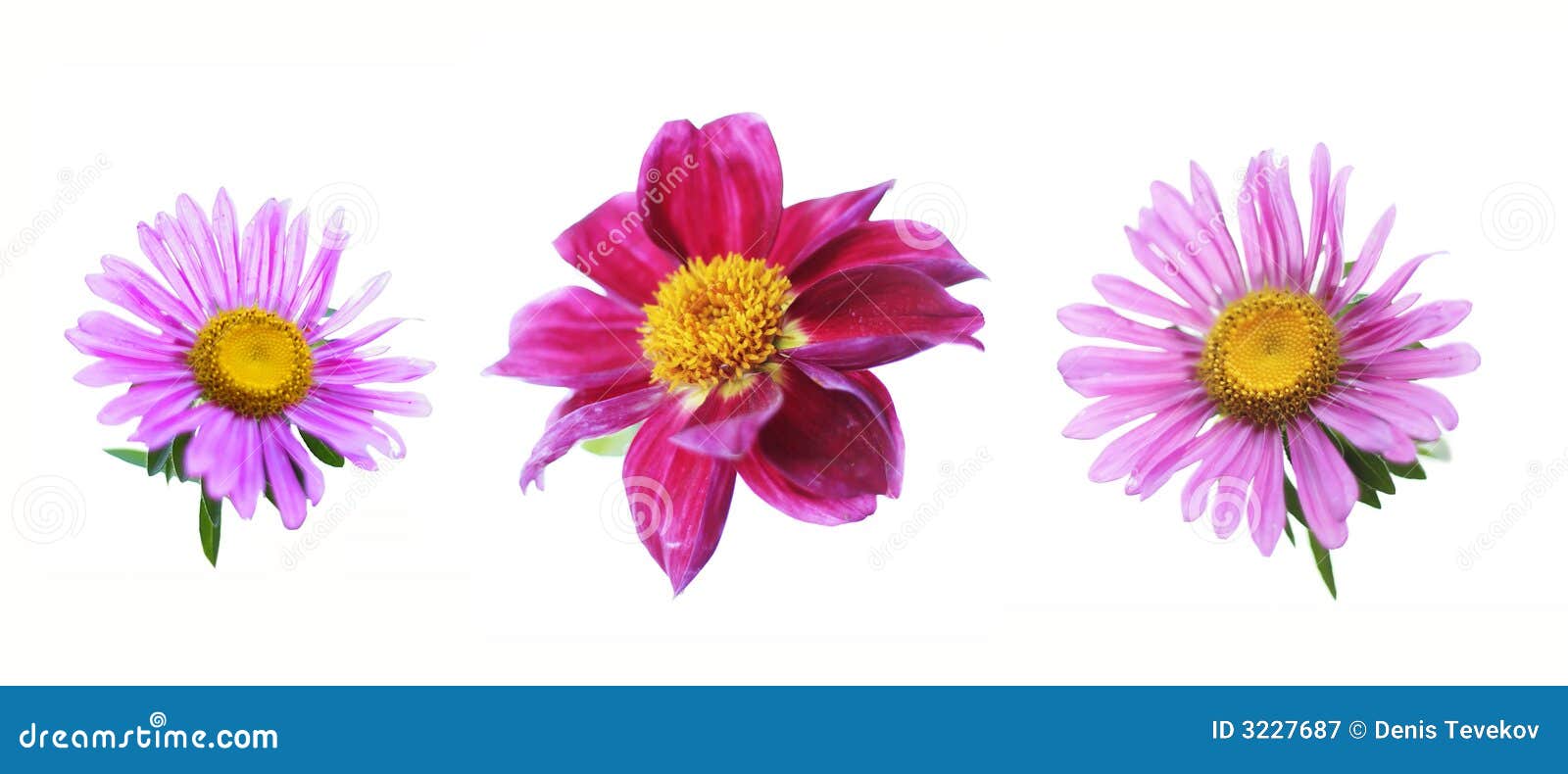 3 flores imagen de archivo. Imagen de belleza, color, ramo - 3227687