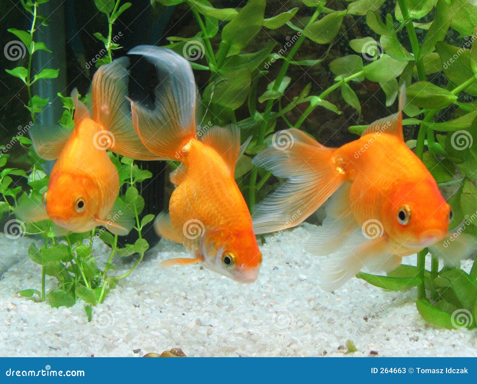 3 Goldfische stockbild. Bild von grün, gruppe, aquarium - 264663