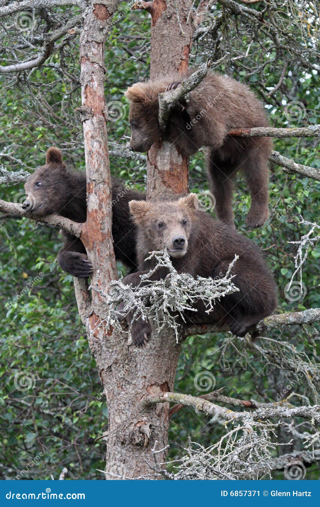 3 Grizzly cubs in Tree #3 stock image. Image of nature - 6857371