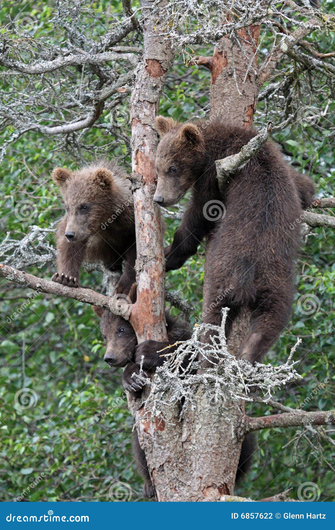 3 Grizzly cubs in Tree #4 stock photo. Image of katmailand - 6857622