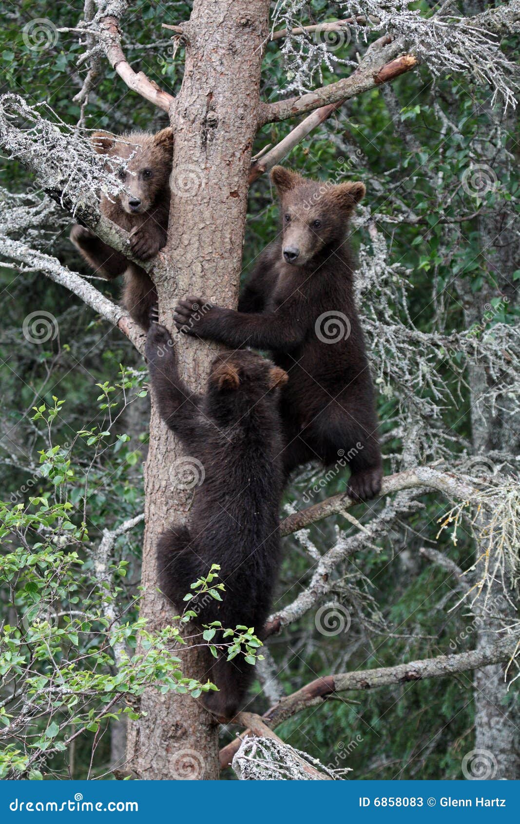 3 Grizzly cubs in Tree stock image. Image of prey, arctos - 6858083