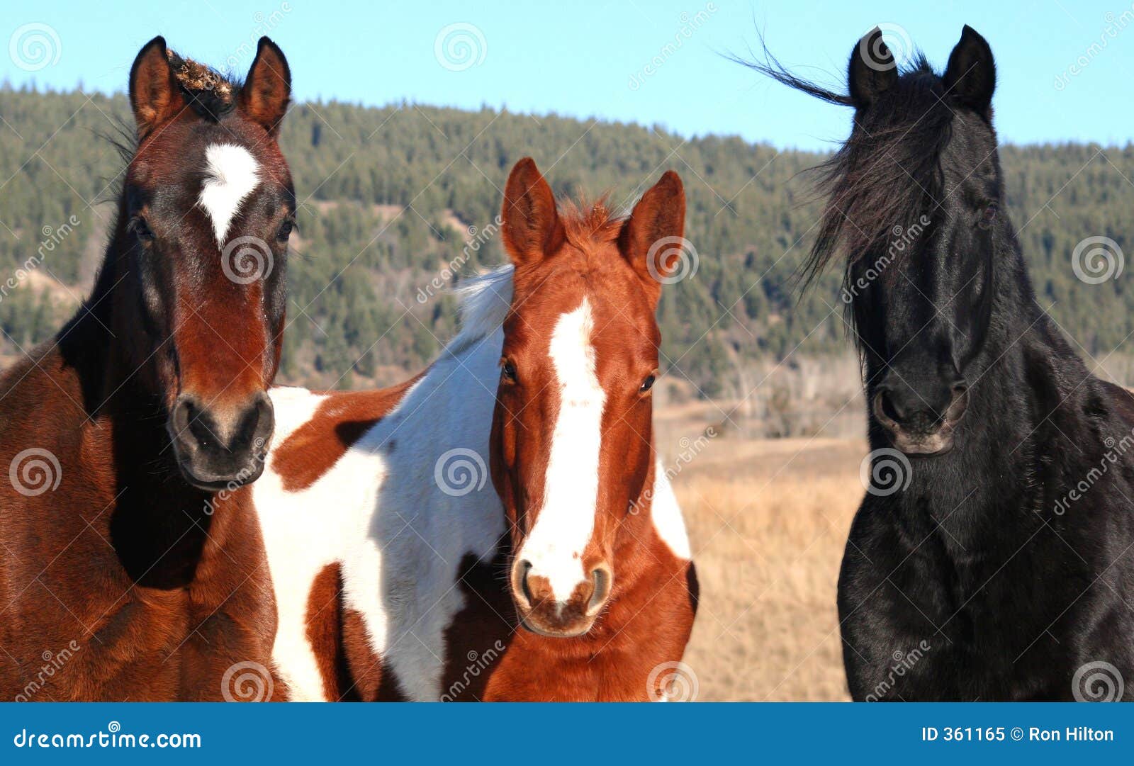 3 Horse stock image. Image of family, mare, horse, farm - 361165