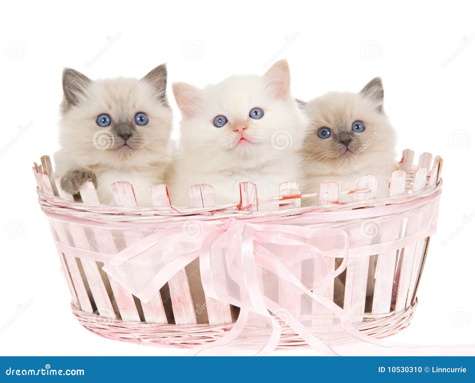3 Jolis Chatons De Ragdoll Dans Le Panier Rose Photo stock - Image du ...