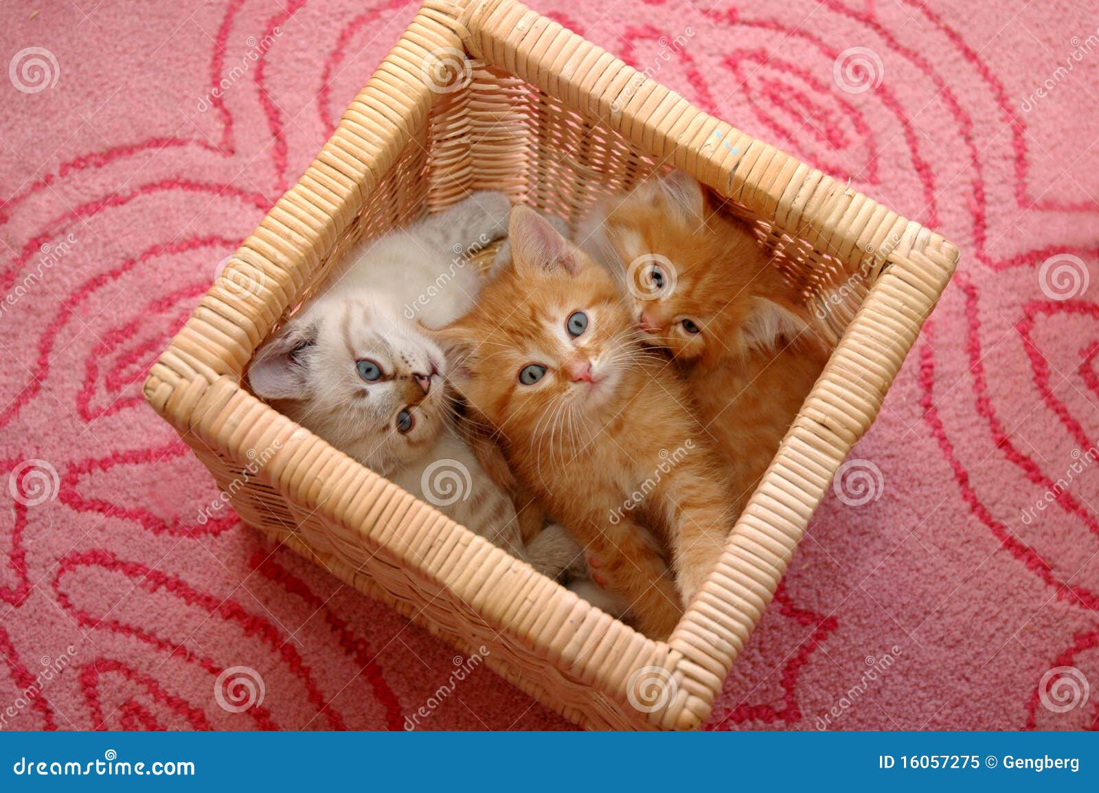 3 kittens basket stock image. Image of together, floor - 16057275