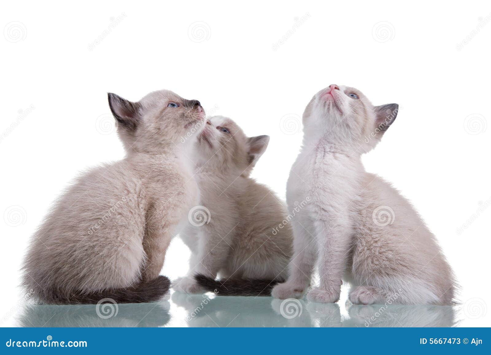 3 Kittens Looking Up stock image. Image of reflection - 5667473