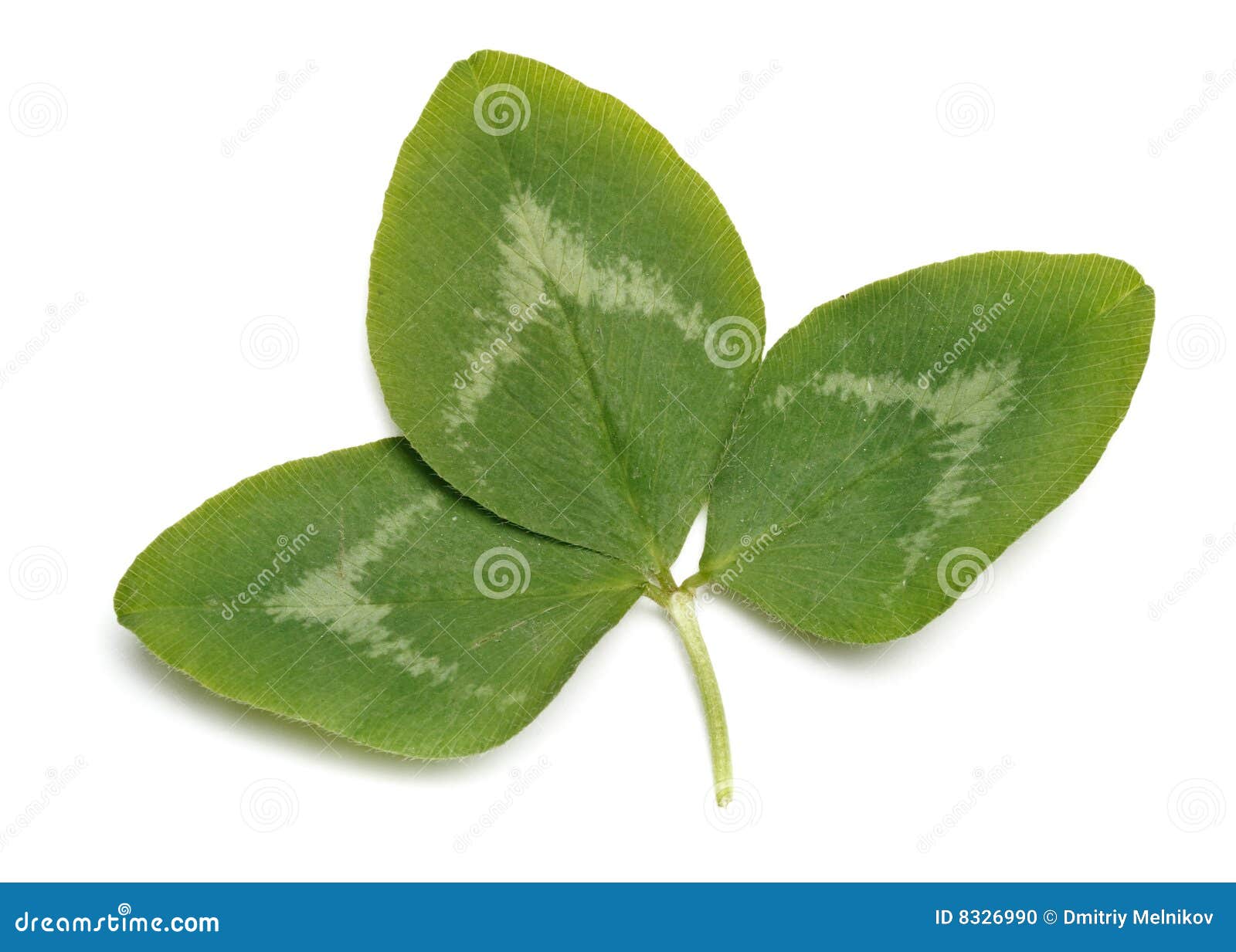 517 3 Leaf Symbol Stock Photos - Free & Royalty-Free Stock Photos from ...