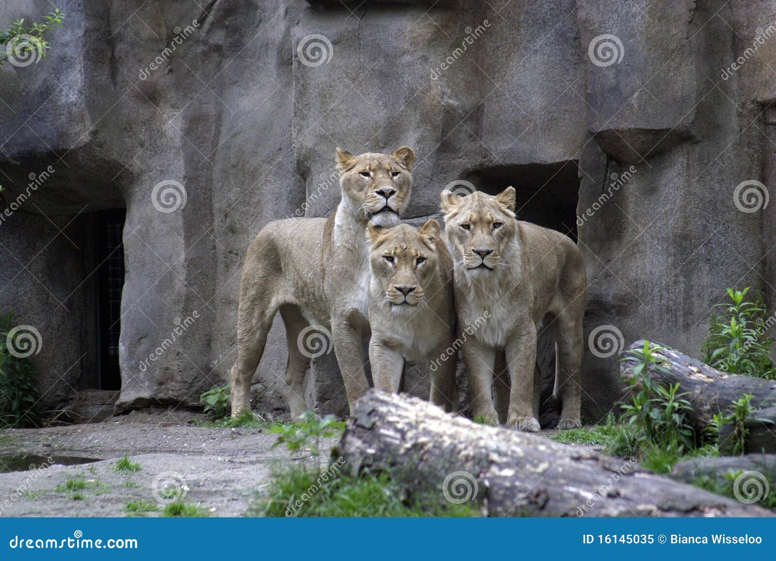3 lionesses in a zoo stock image. Image of lioness, carnivore - 16145035