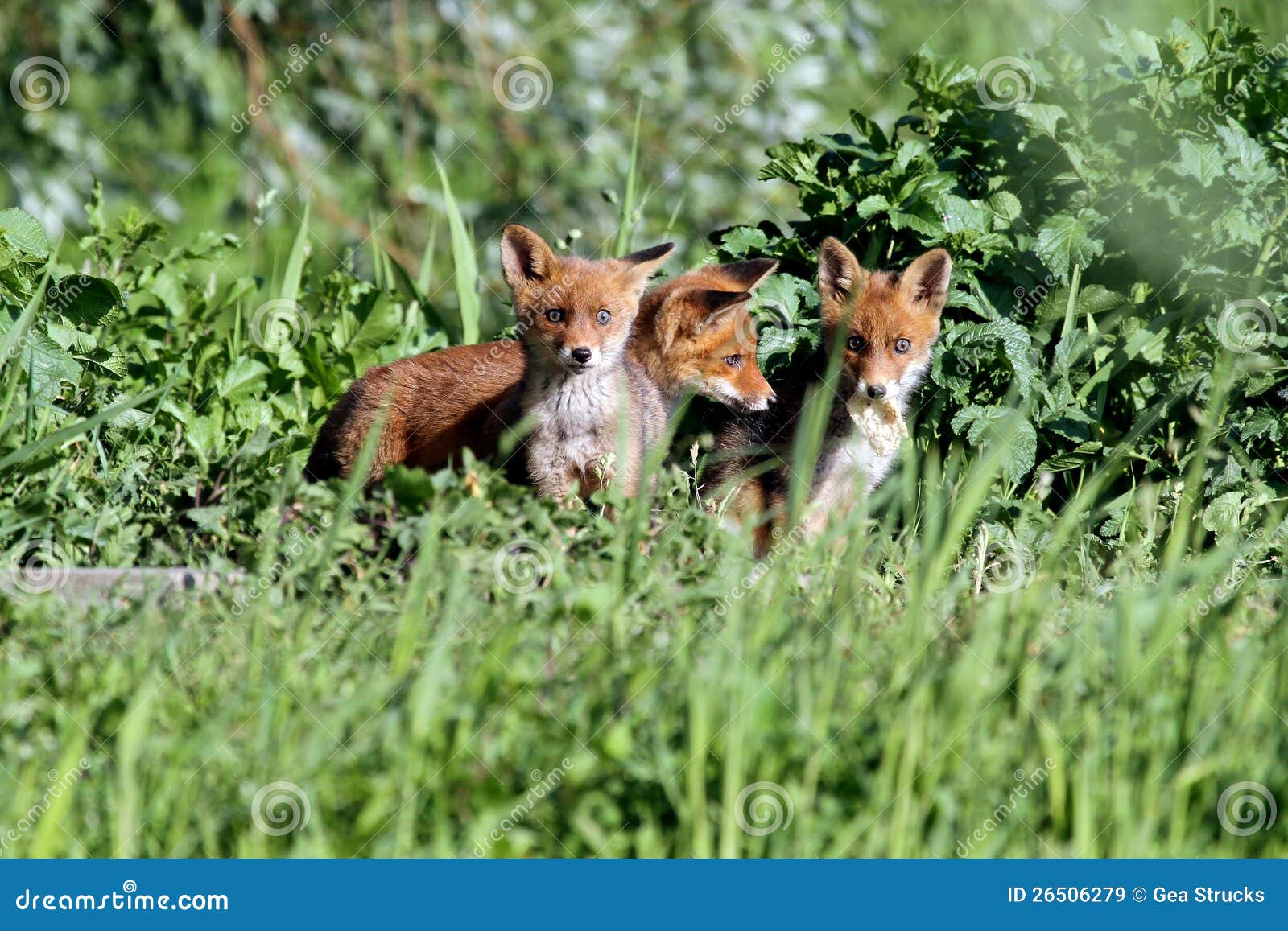 3 little foxes stock image. Image of foxes, baby, wilderness - 26506279