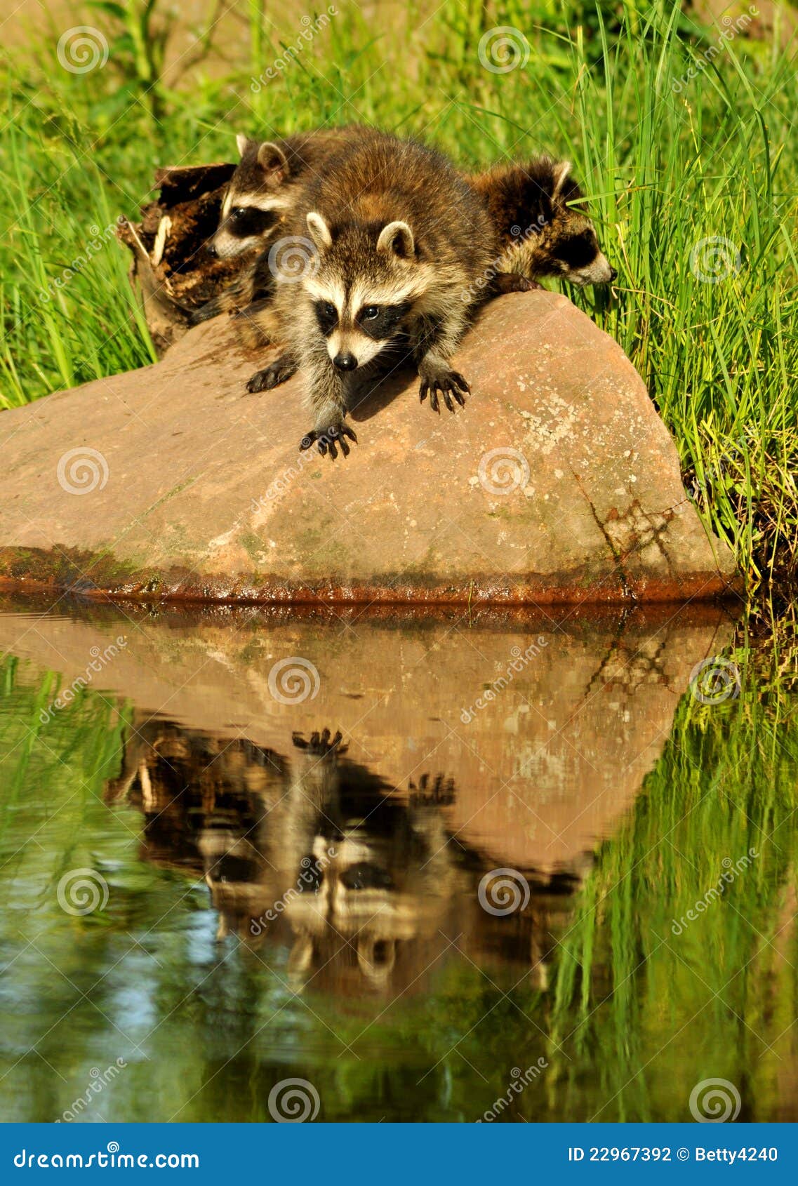 3 Mapaches Con Reflexiones Del Agua Foto de archivo - Imagen de pesca ...