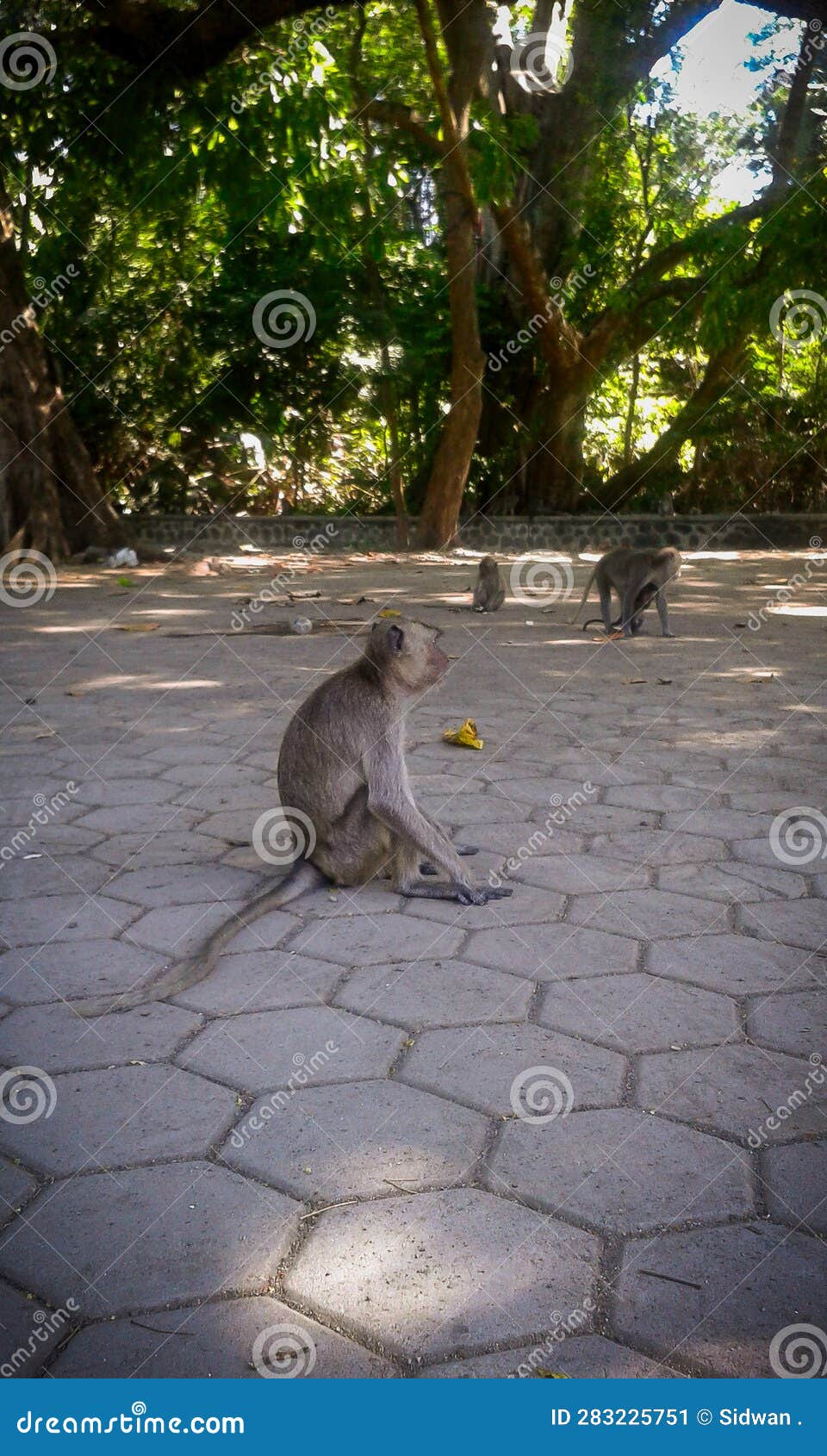 3 Monkeys are Sitting on a Conblock Road with a Background of Green ...