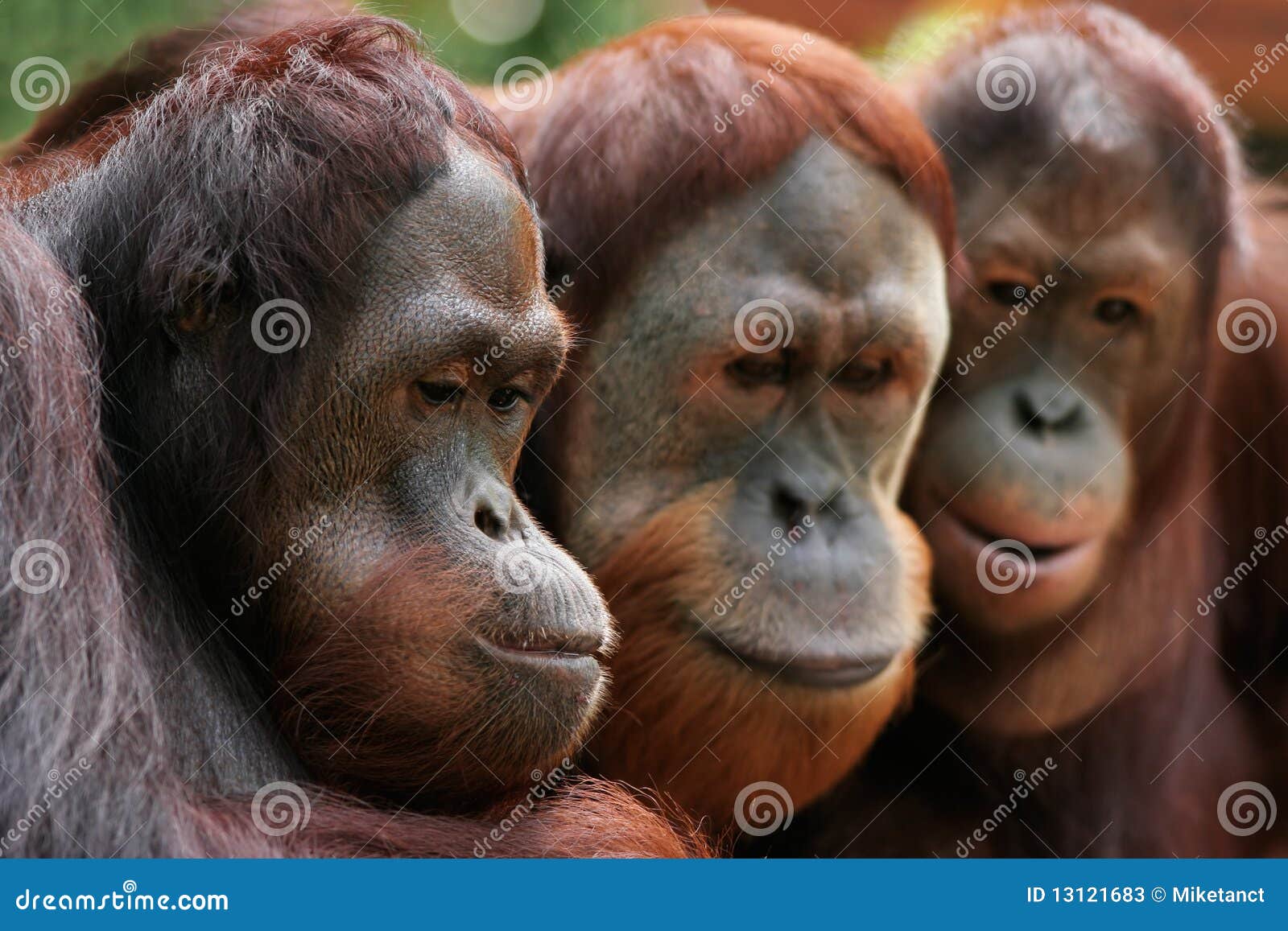 3 monos sobre algo imagen de archivo. Imagen de primates - 13121683