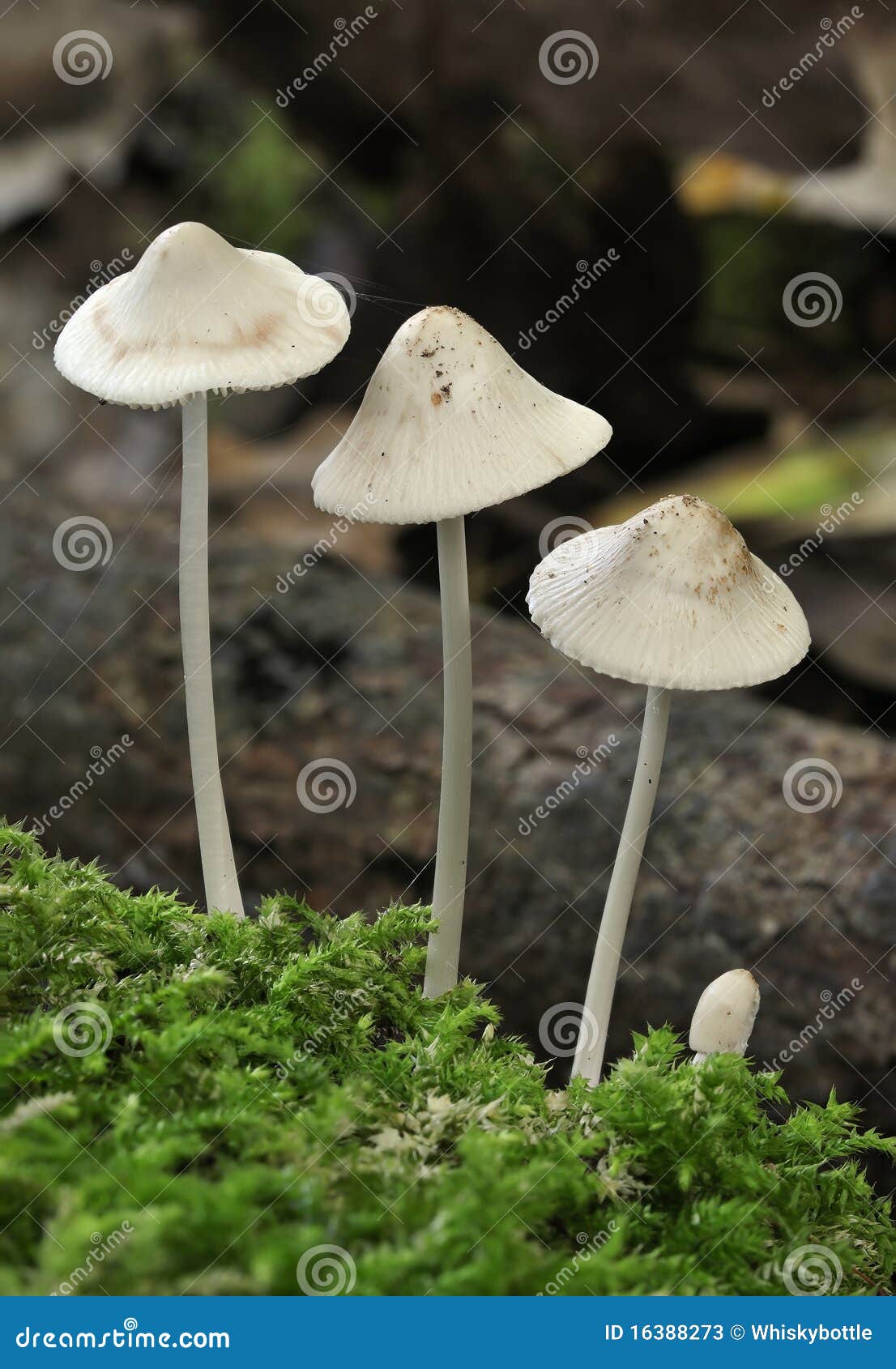 3 mycètes de Mycena image stock. Image du trois, journal - 16388273
