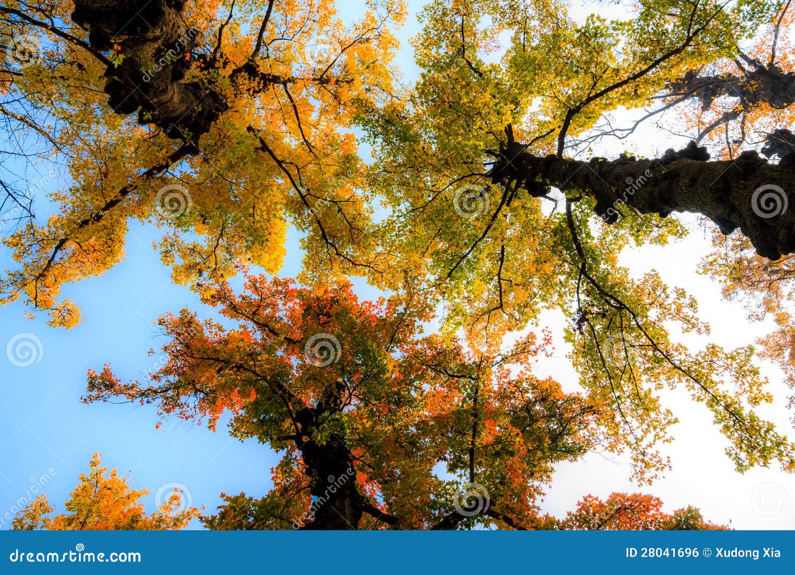 3 Old Chinese sweet gum stock photo. Image of blue, maple - 28041696
